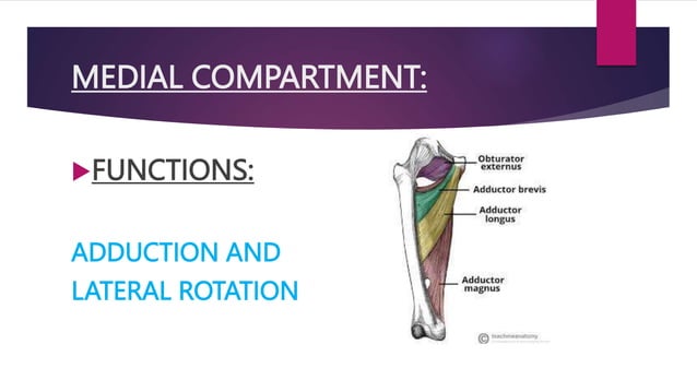 ABDOMEN MUSCLE& MUSCLE OF LOWER EXTREMITIES.1.pptx