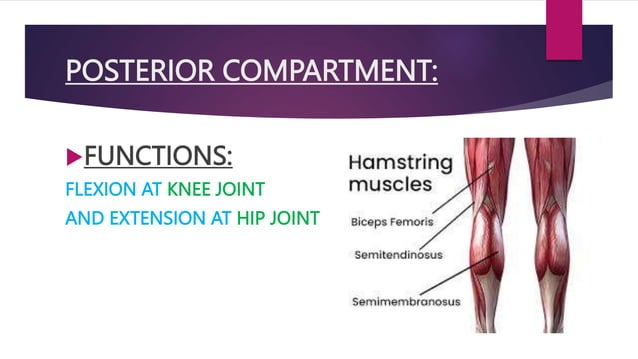 ABDOMEN MUSCLE& MUSCLE OF LOWER EXTREMITIES.1.pptx