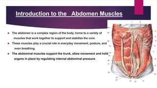 ABDOMEN MUSCLE& MUSCLE OF LOWER EXTREMITIES.1.pptx