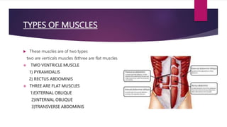ABDOMEN MUSCLE& MUSCLE OF LOWER EXTREMITIES.1.pptx