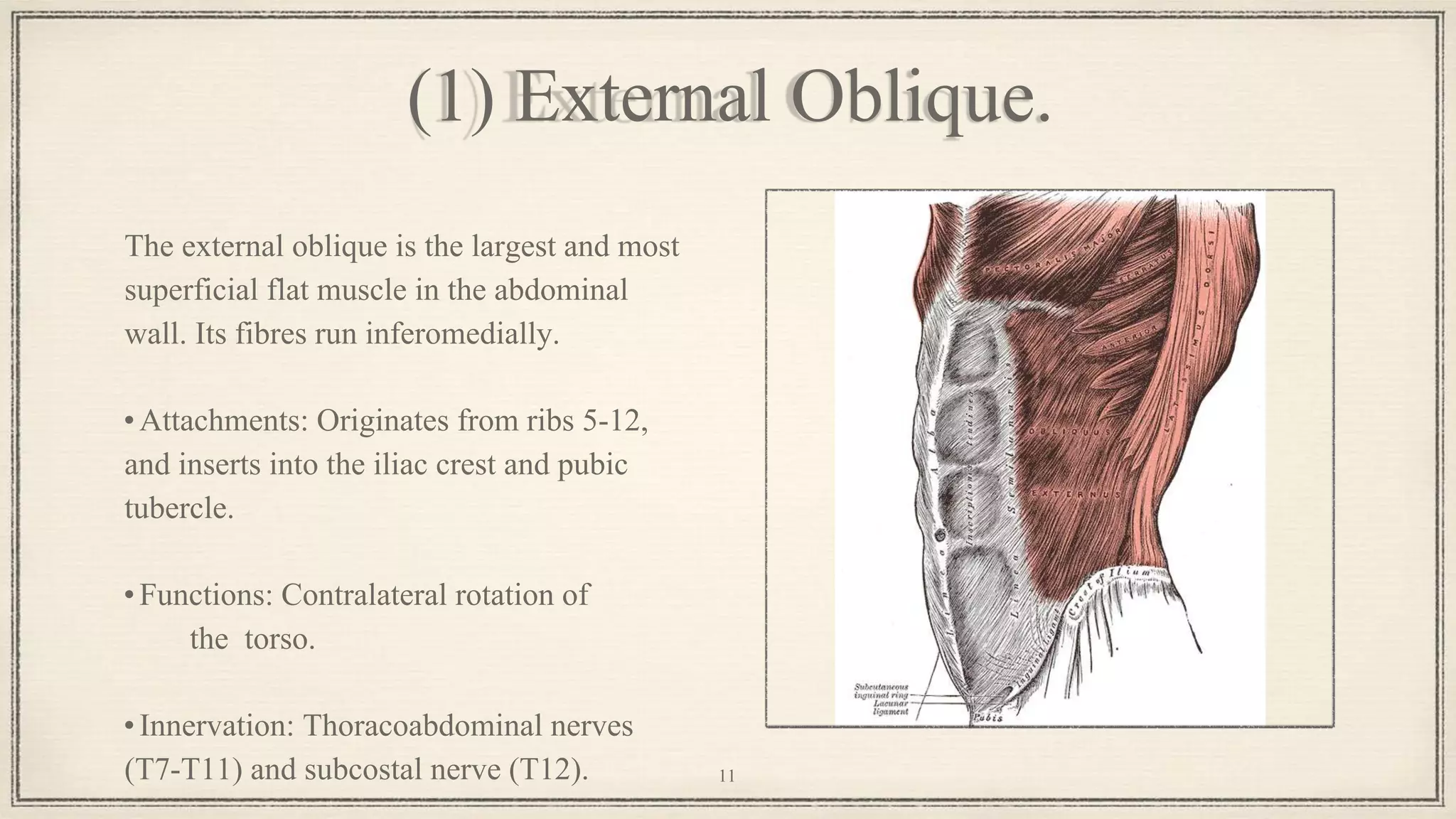 ABDOMEN MUSCLES | PPTX
