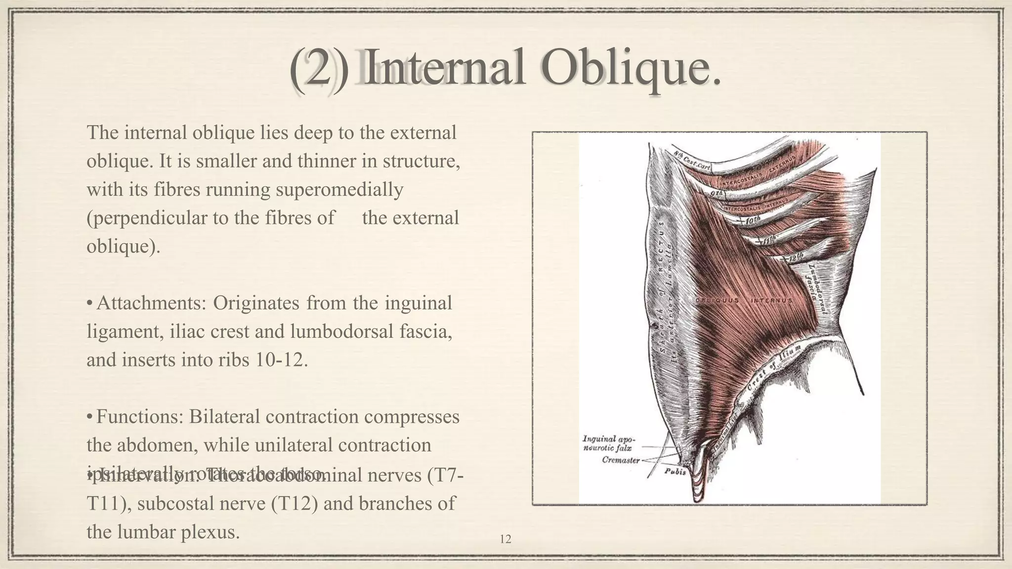 ABDOMEN MUSCLES | PPTX