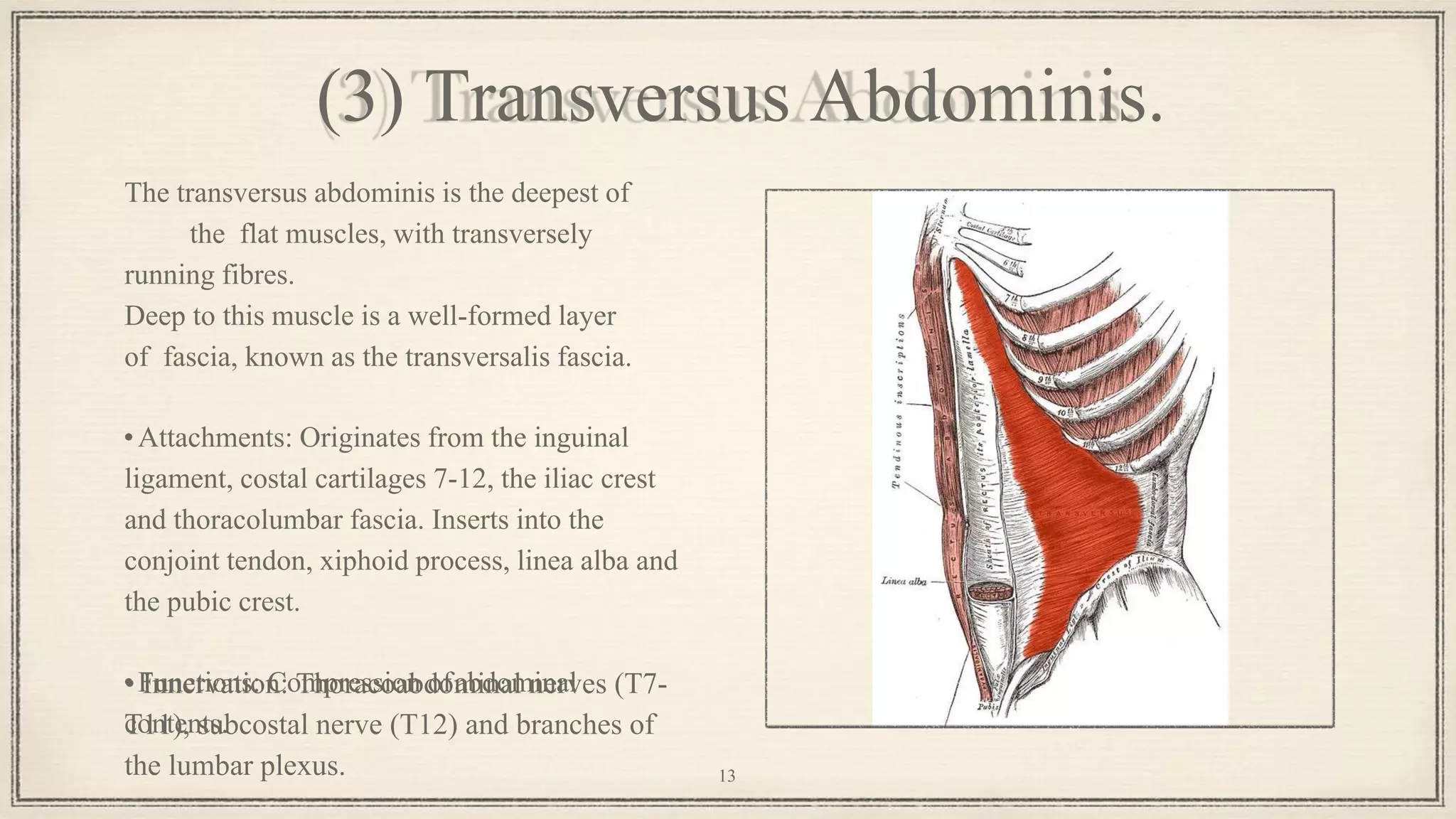 ABDOMEN MUSCLES | PPTX