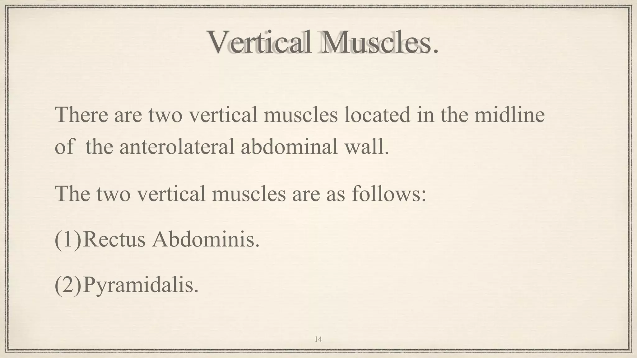 ABDOMEN MUSCLES | PPTX