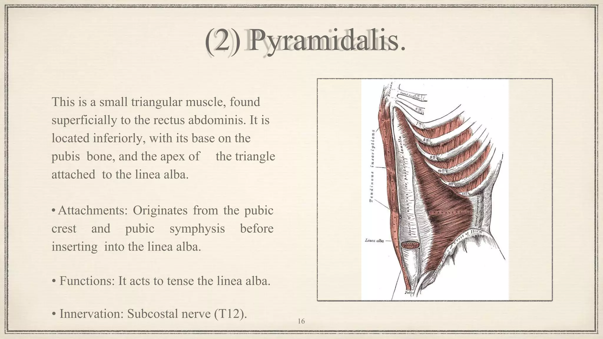ABDOMEN MUSCLES | PPTX