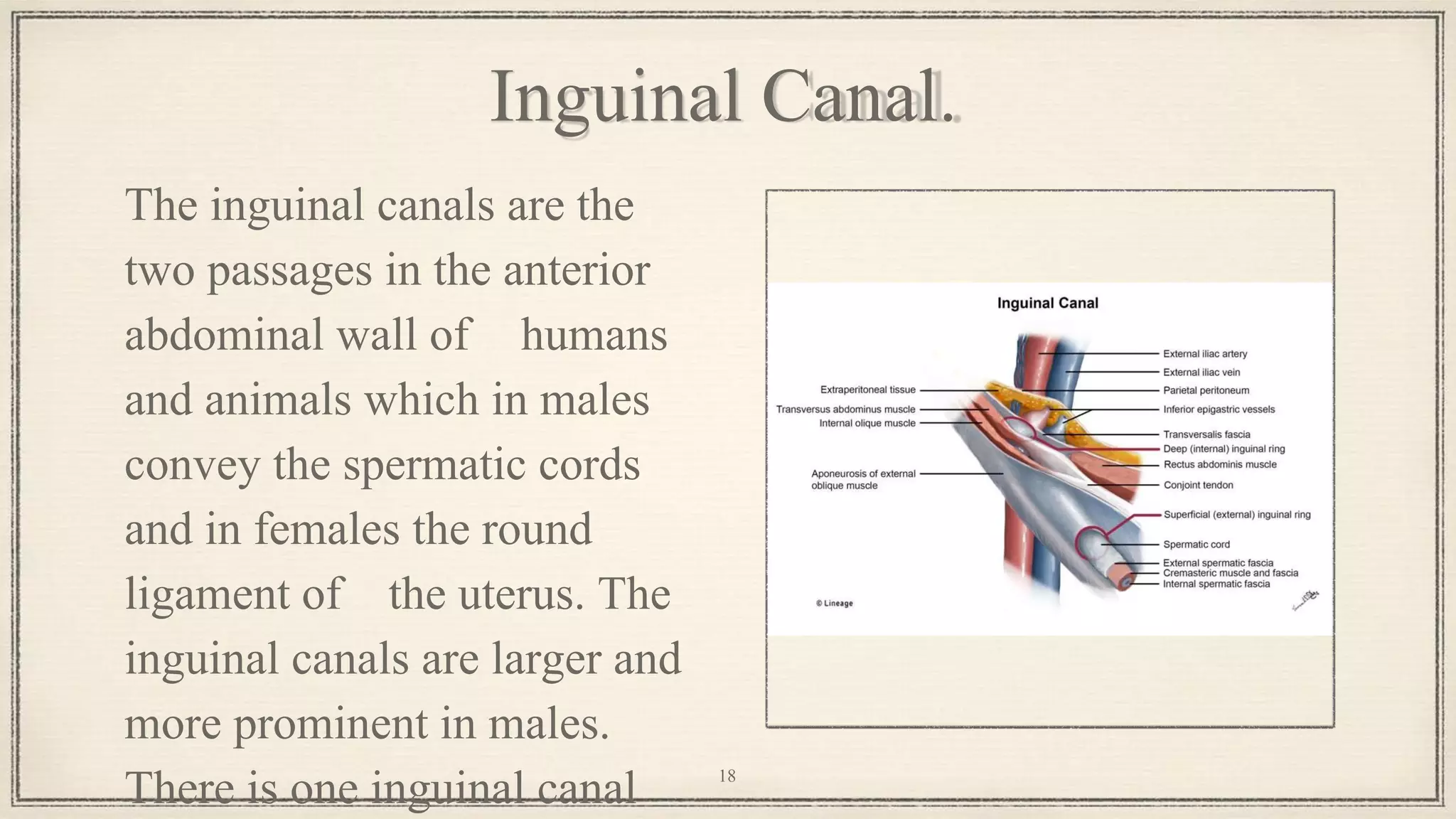 ABDOMEN MUSCLES | PPTX