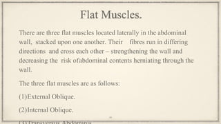 ABDOMEN MUSCLES | PPTX | Death, Injury, or Military Conflict ...