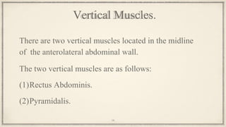 ABDOMEN MUSCLES | PPTX | Death, Injury, or Military Conflict ...