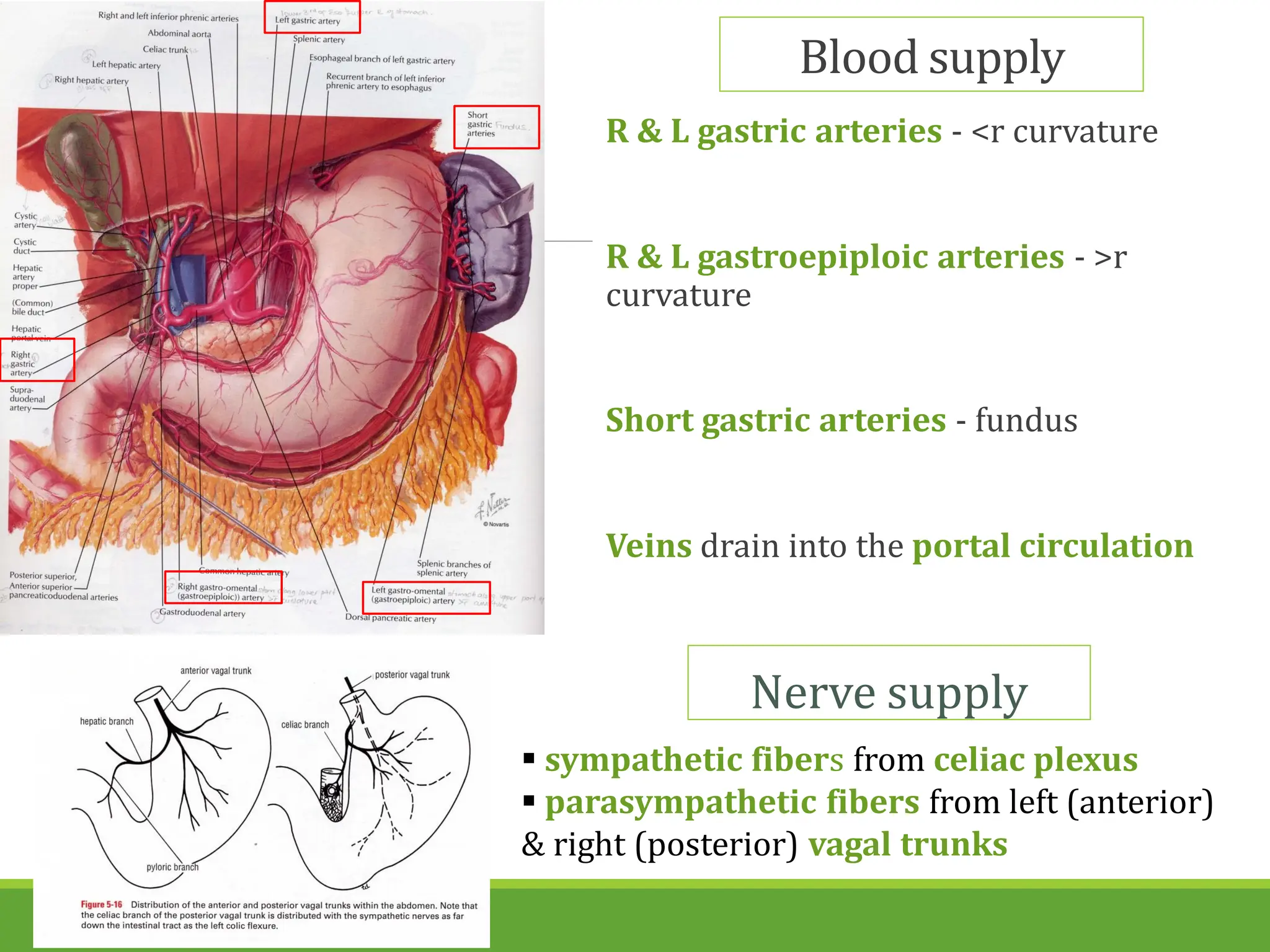 ABDOMEN ..................................._Pam.pdf