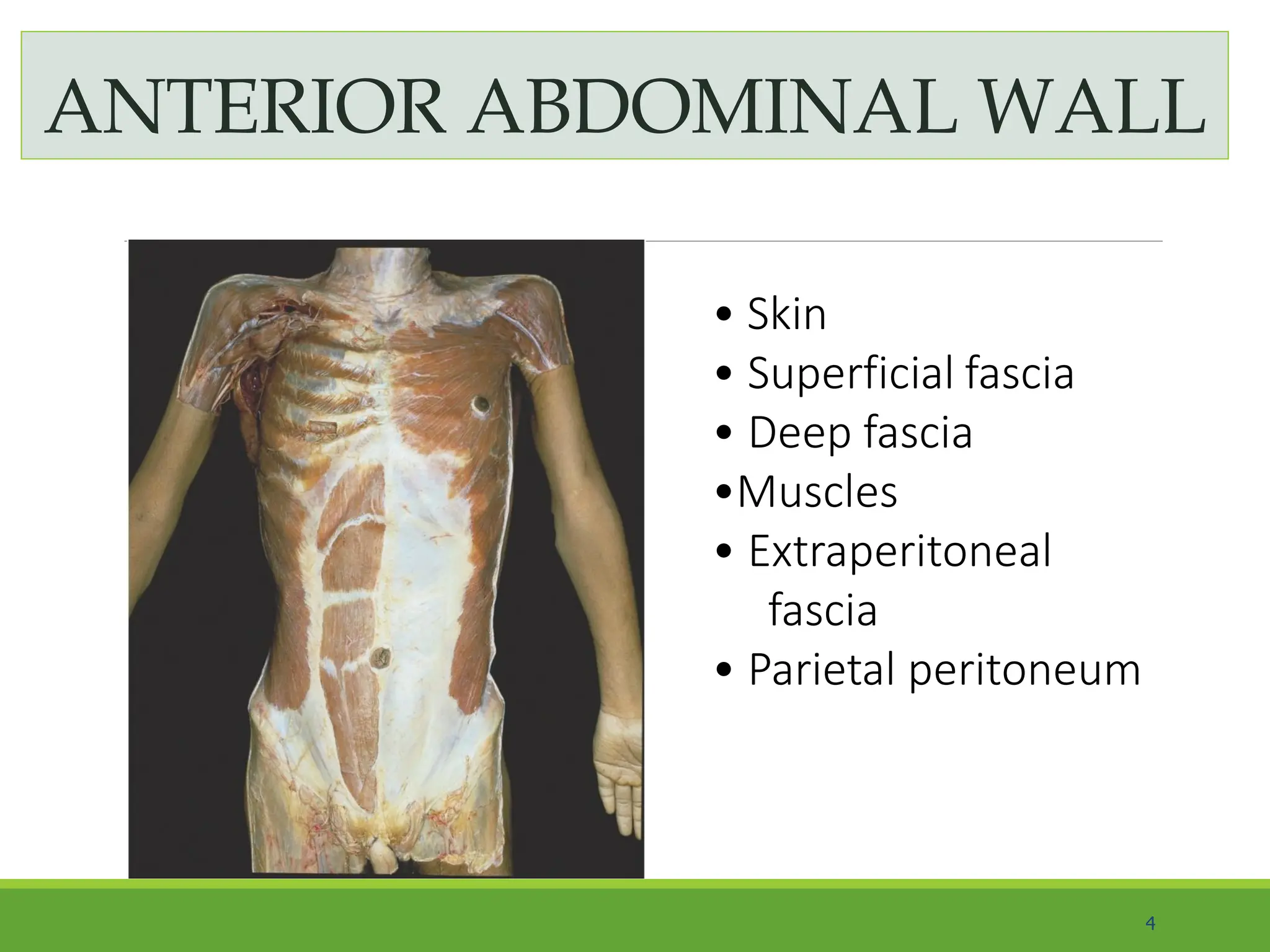ABDOMEN ..................................._Pam.pdf