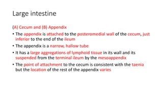 Abdomen part 2 | PPTX | Pregnancy | Reproductive Health
