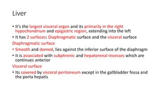 Abdomen part 2 | PPTX