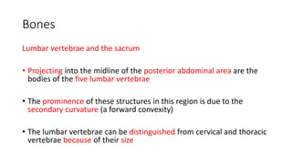 Abdomen part 4 | PPTX