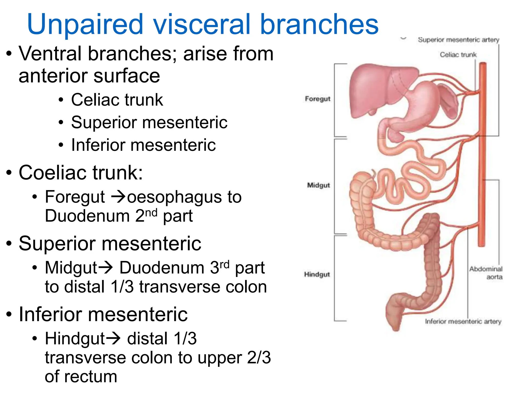 Anatomy of abdomen to medicine and health student | PPTX