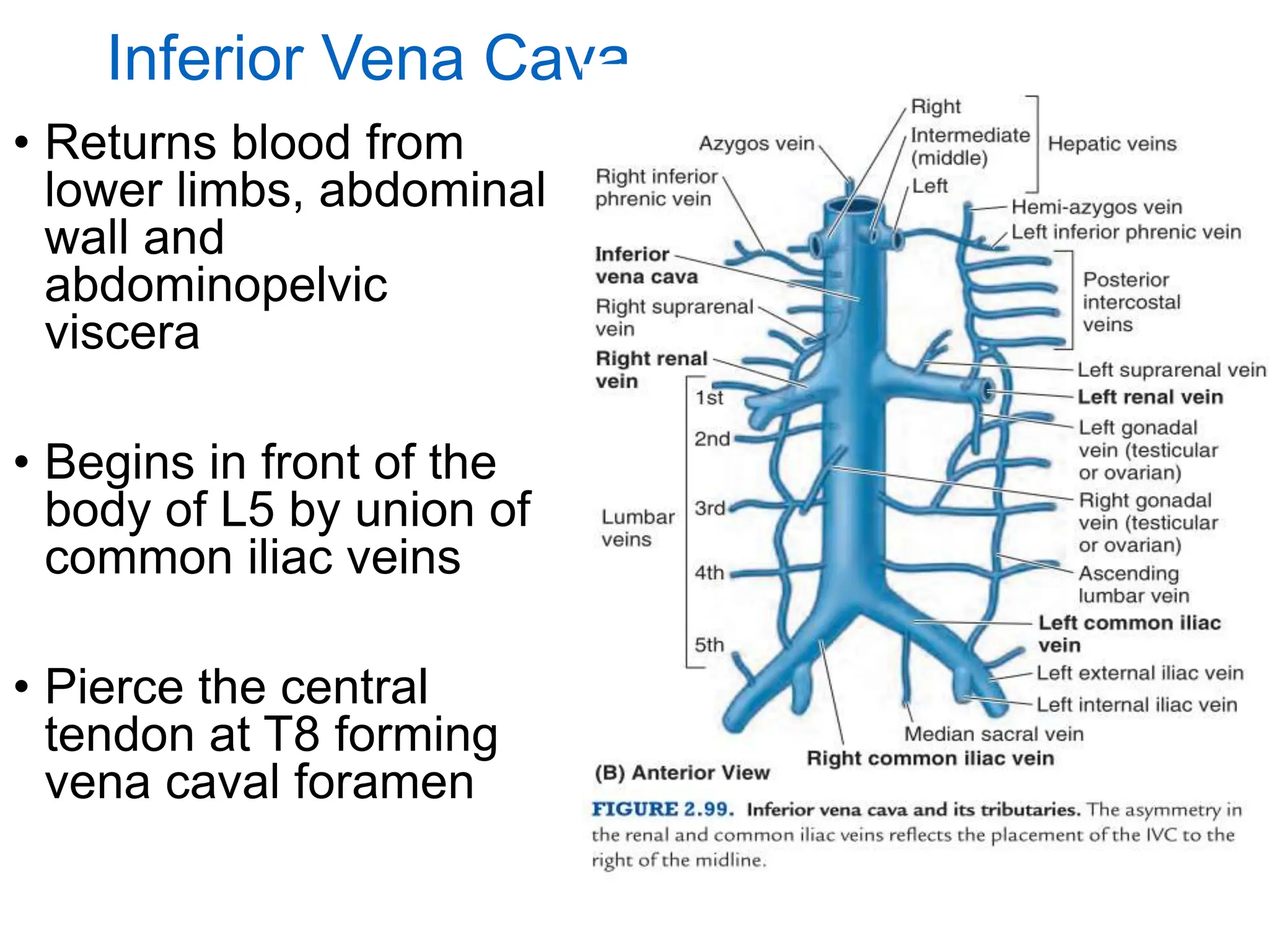 Anatomy of abdomen to medicine and health student | PPTX