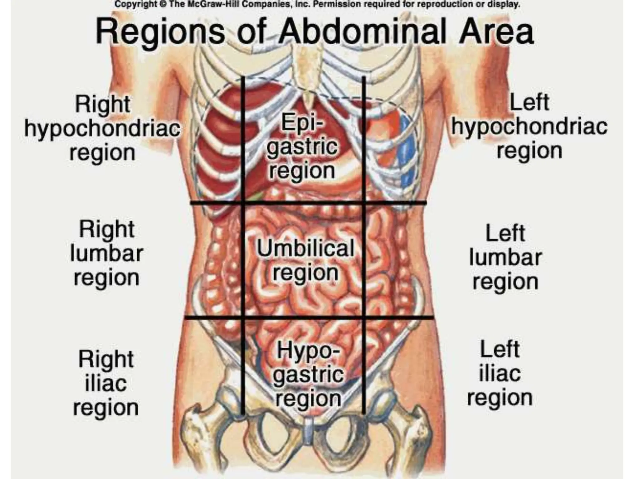 Anatomy of abdomen to medicine and health student | PPTX