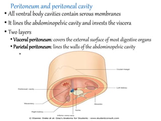 Anatomy of abdomen to medicine and health student | PPTX