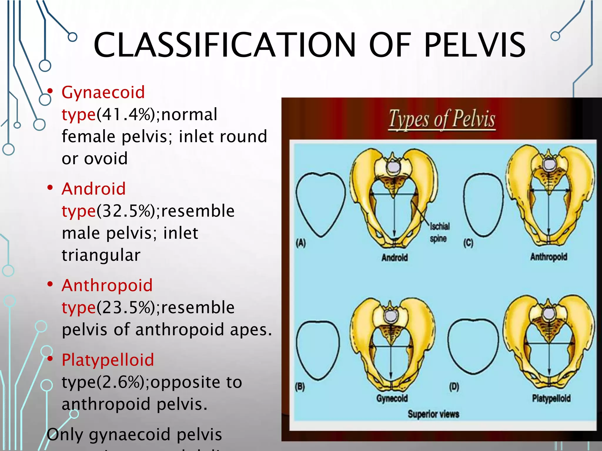 Abdomen & Pelvis II | PPT