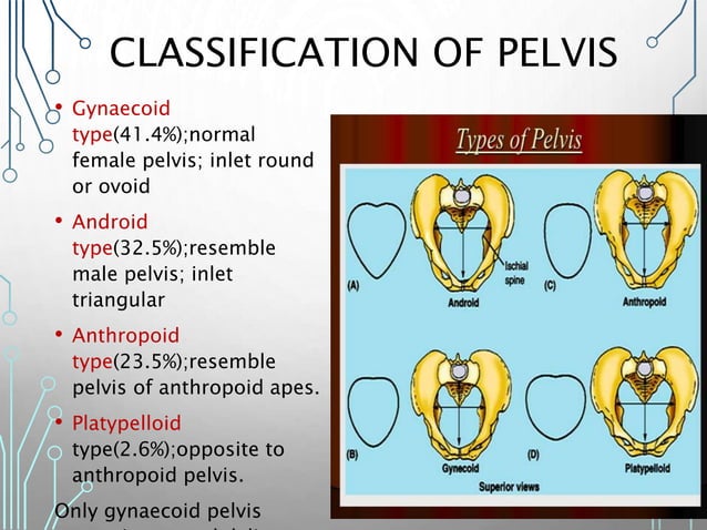 Abdomen & Pelvis II | PPT