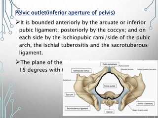 Arcuate Pubic Ligament