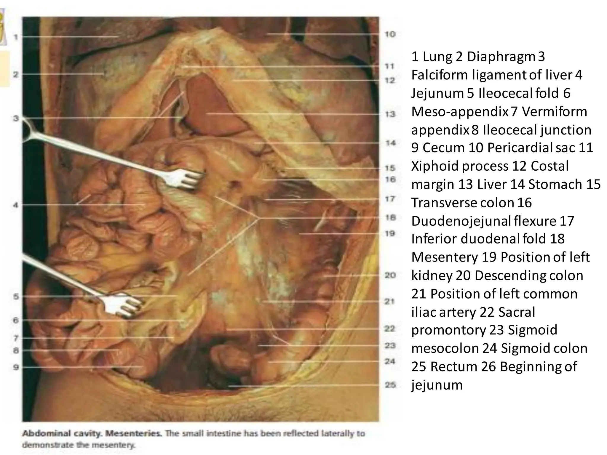 abdomen ,pelvis spotters - anatomy first year mbbs | PDF