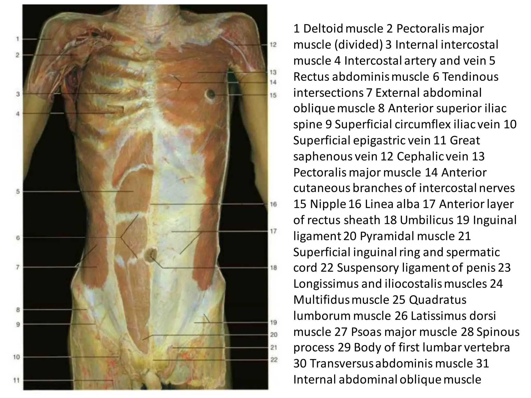 abdomen ,pelvis spotters - anatomy first year mbbs | PDF