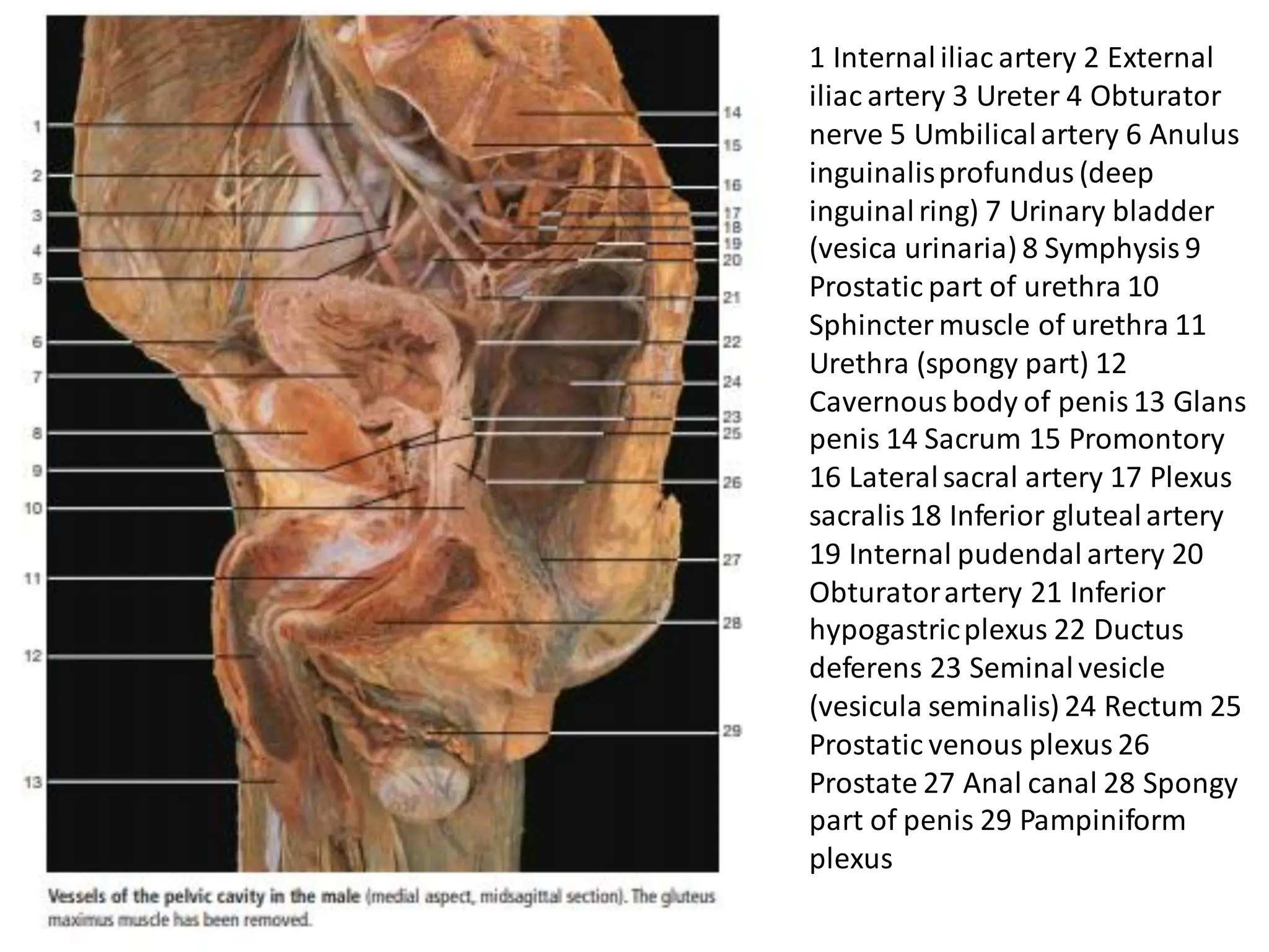 abdomen ,pelvis spotters - anatomy first year mbbs | PDF