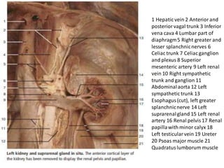 abdomen ,pelvis spotters - anatomy first year mbbs | PDF