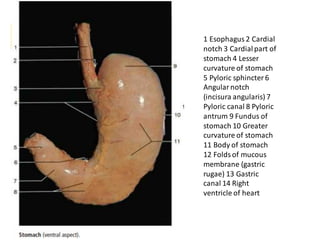 abdomen ,pelvis spotters - anatomy first year mbbs | PDF