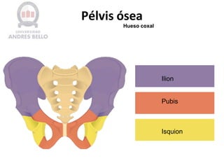 Abdomen, Pélvis y Miembro Inferior para Anatomía Humana | PDF