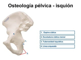 Abdomen, Pélvis y Miembro Inferior para Anatomía Humana | PDF