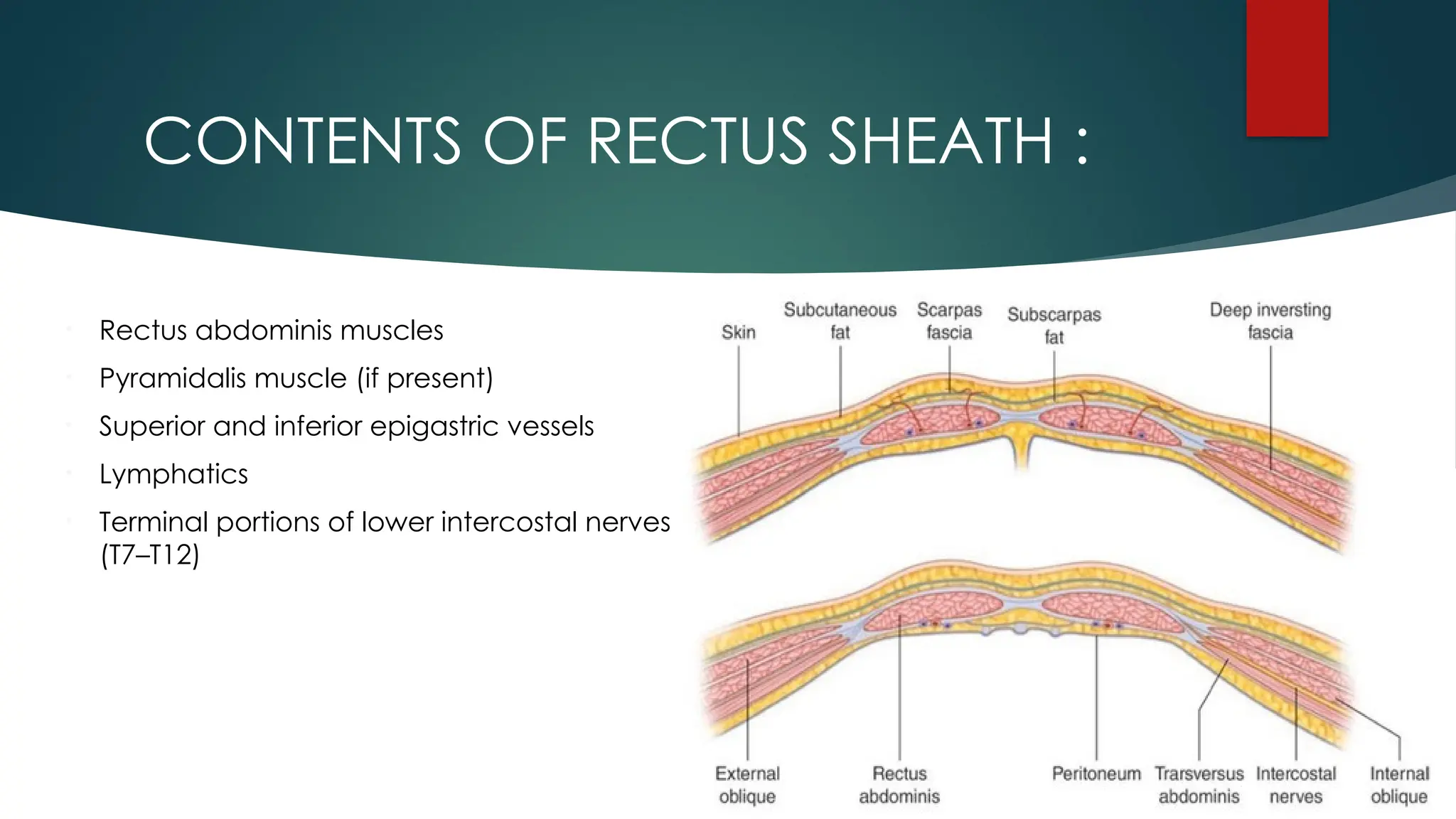 abdomen presentation containing all brief knowledge | PPTX
