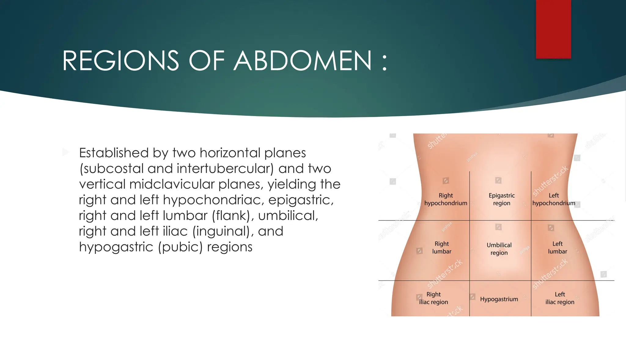 abdomen presentation containing all brief knowledge | PPTX