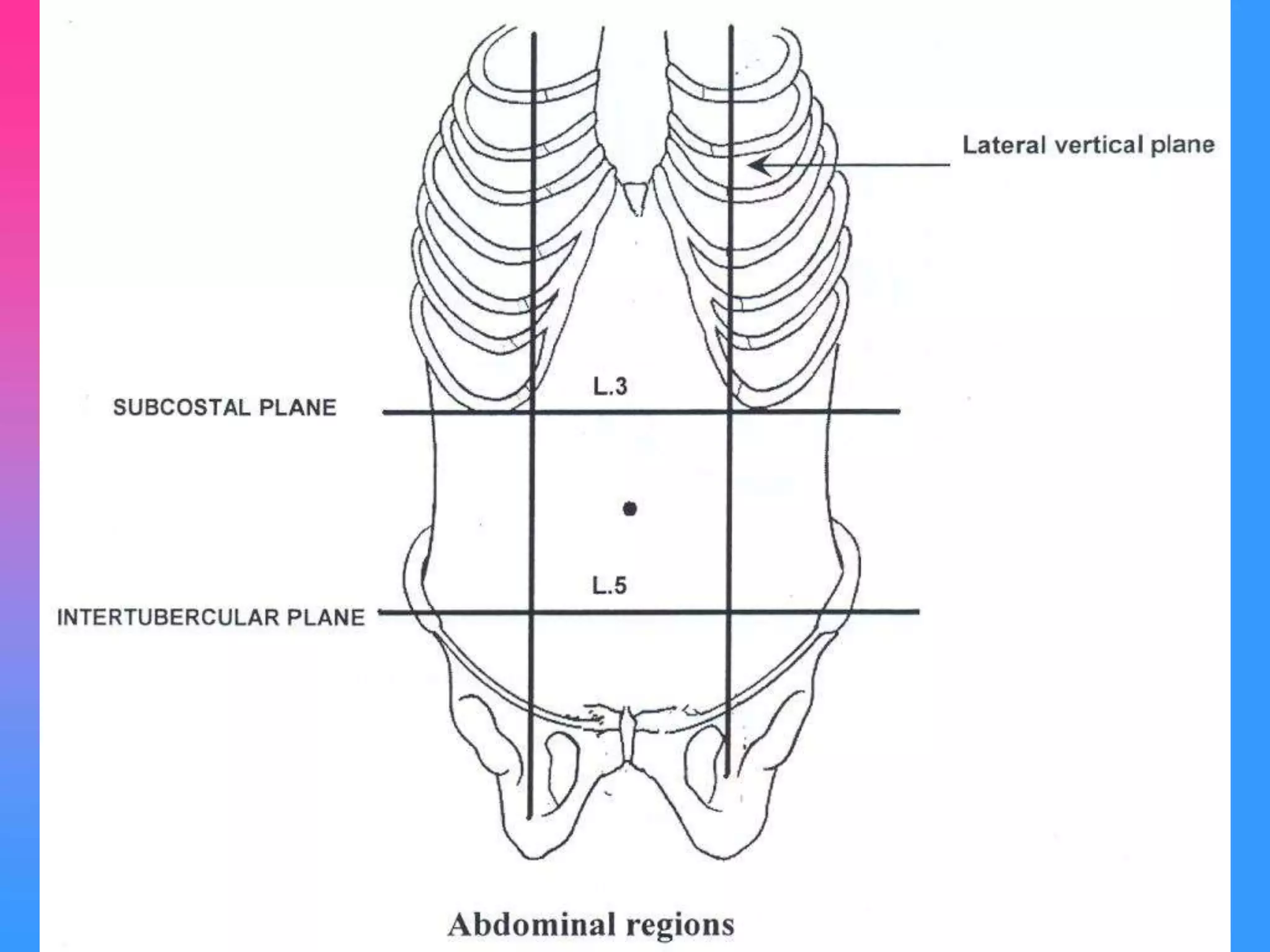 Abdomen Presentation anat.ppt