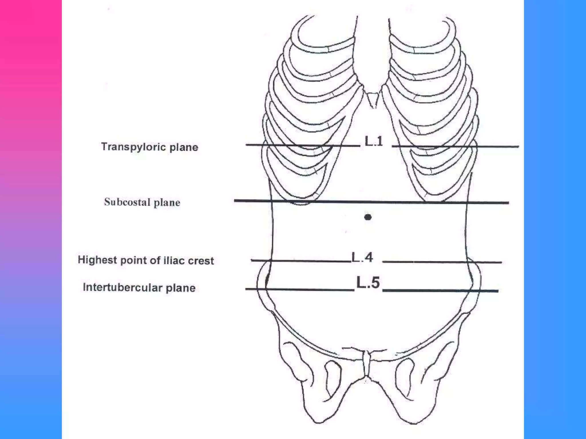 Abdomen Presentation anat.ppt
