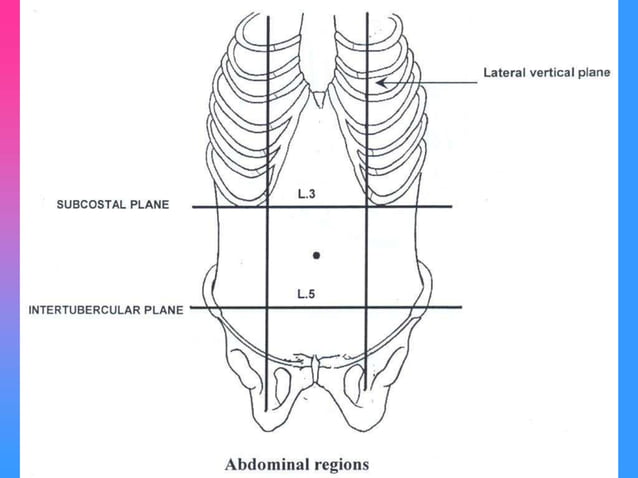 Abdomen Presentation anat.ppt
