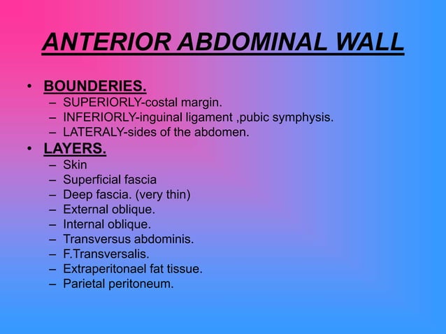 Abdomen Presentation anat.ppt
