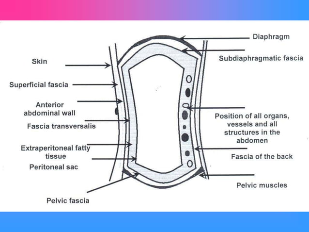 Abdomen Presentation anat.ppt