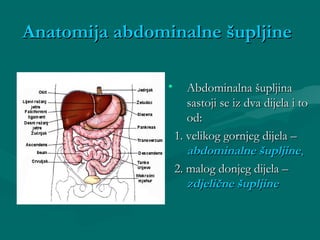 Abdomen prof buca | PPT