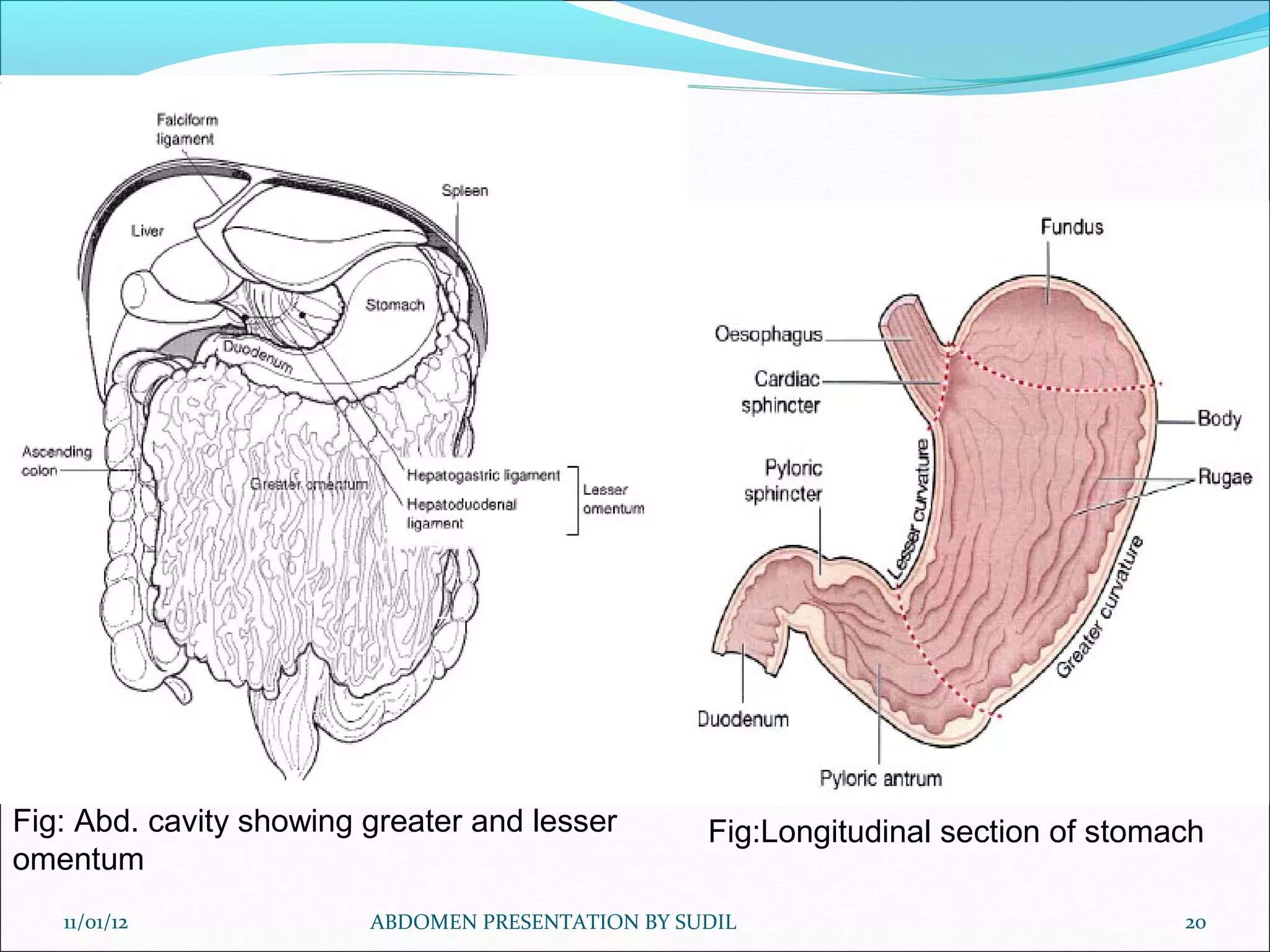 Abdomen radiography | PPT