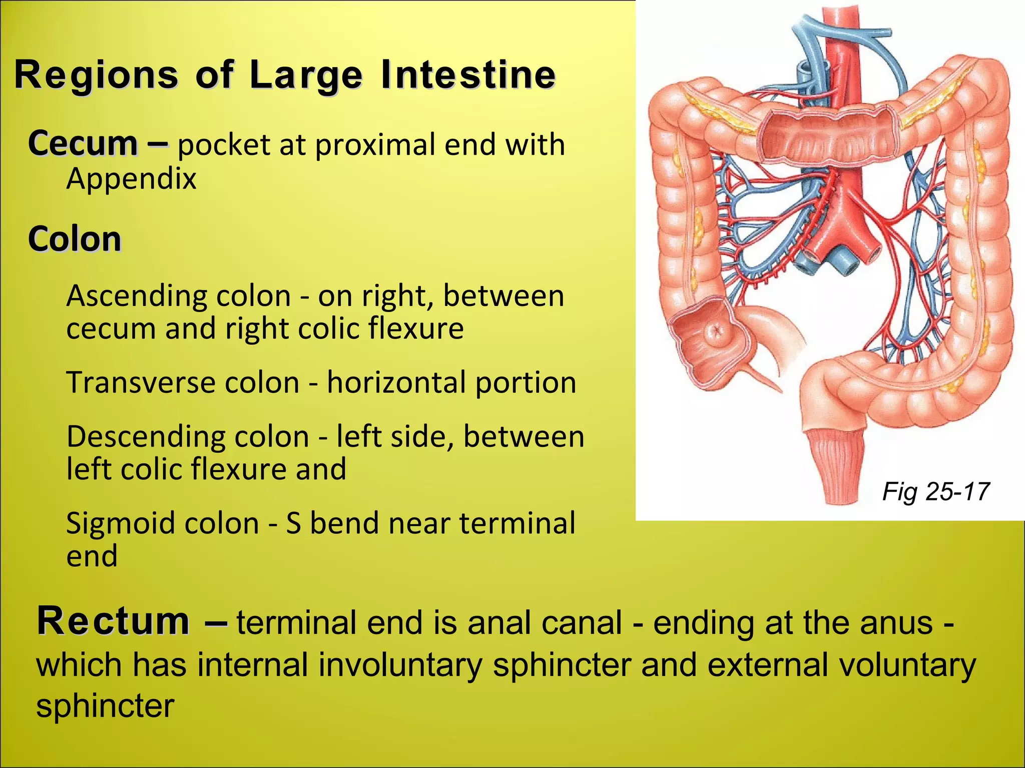 Abdomen Radiography ppt . Daniel J.P. Radiology Technologist ...
