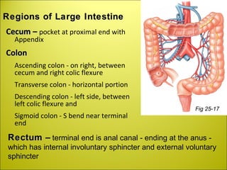 Abdomen Radiography ppt . Daniel J.P. Radiology Technologist ...