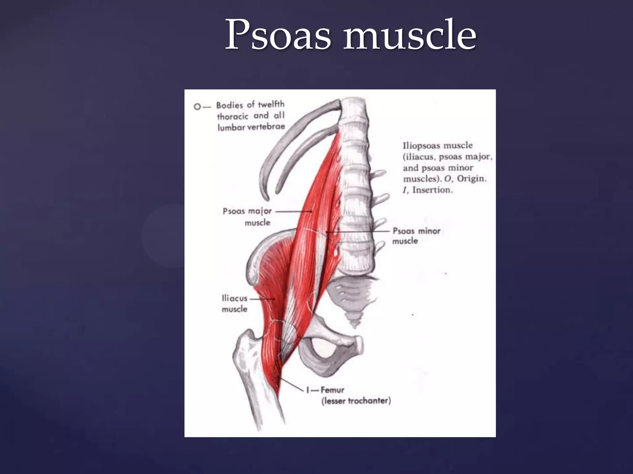 X Ray Normal Abdomen | PPTX