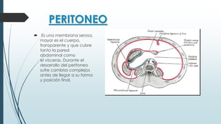 Abdomen y cavidad peritoneal | PPTX