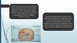 Abdomen y cavidad peritoneal | PPTX