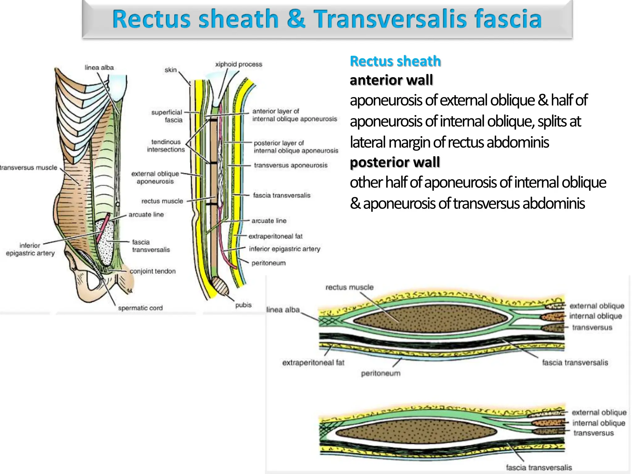 abdominal-muscles-abdominal-wall1.23pptx | PPTX | Death, Injury, or ...