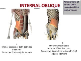 abdominal-muscles-abdominal-wall1.23pptx | PPTX | Death, Injury, or ...