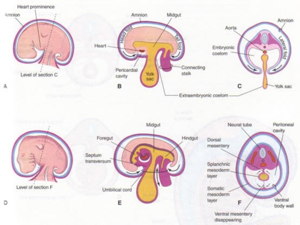Abdominal wall-defects