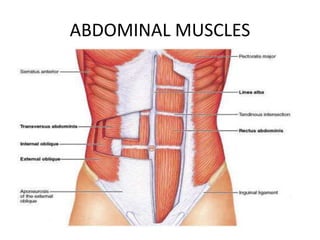 Abdominal access presentation | PPTX