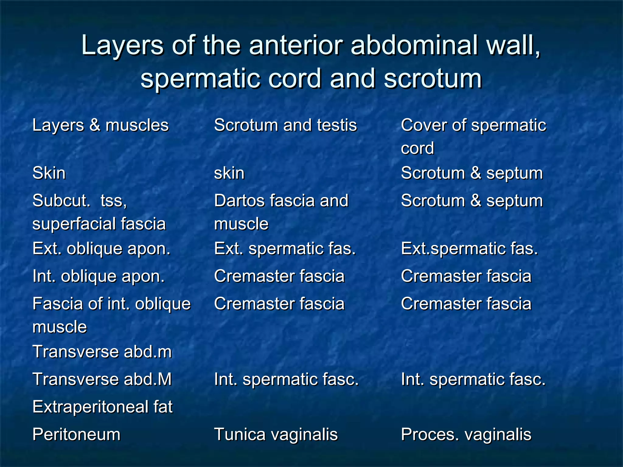 Abdominal anatomy | PPT